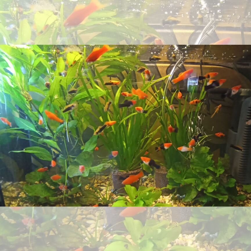 Меченосцы, пецилия