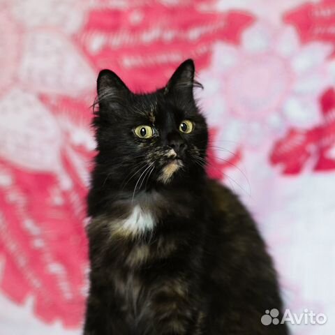 Черепаховая Красотка В Дар