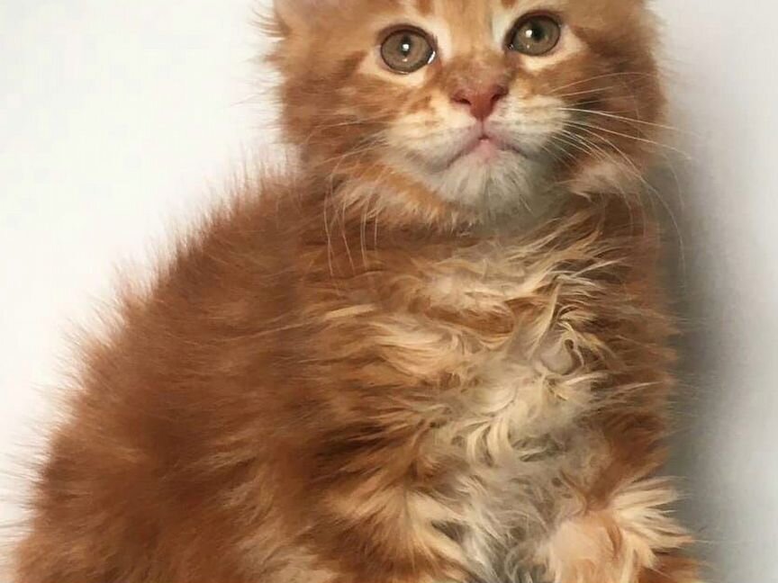 Котята мейн-кун