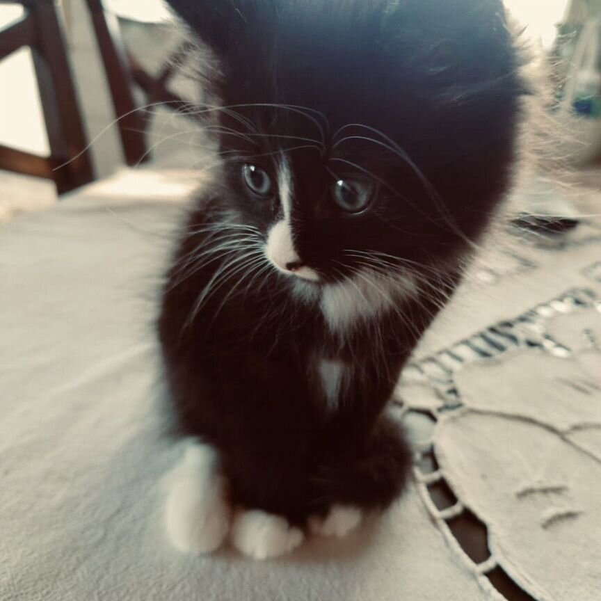 Котенок в дар бесплатно