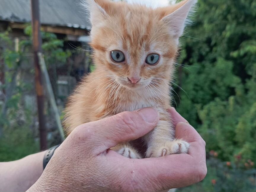 Котята ждут своих хозяев