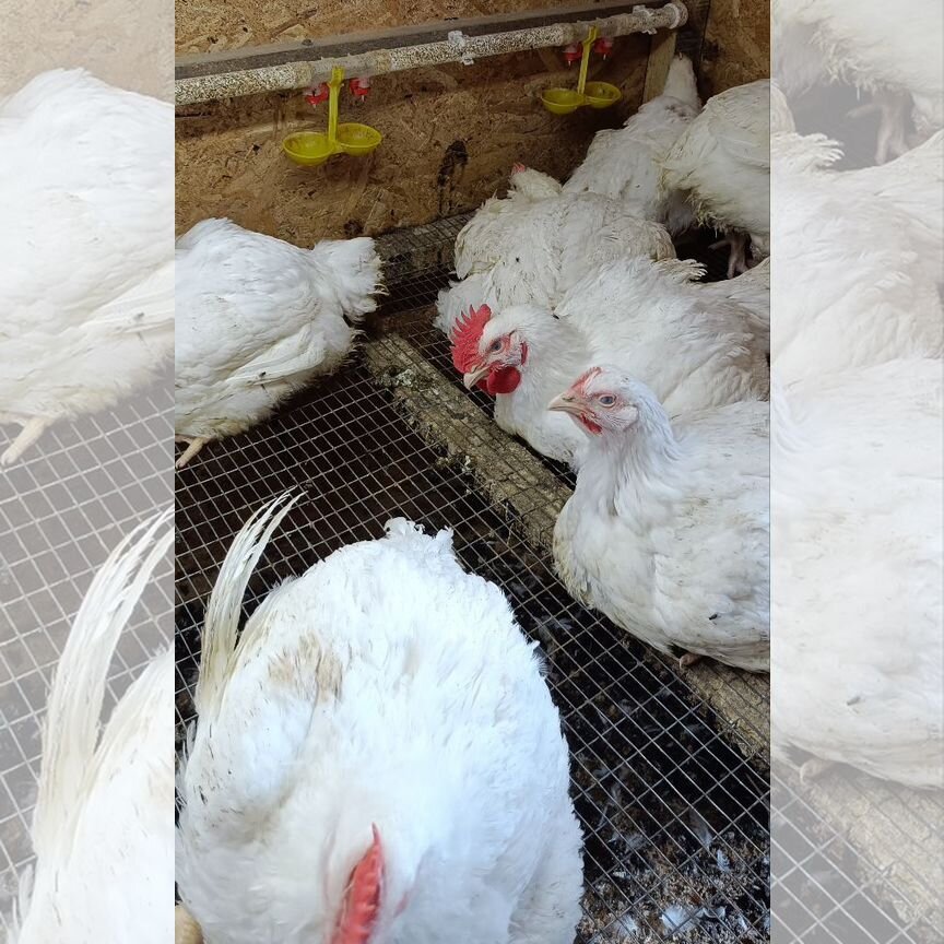 Домашние куры бройлеры