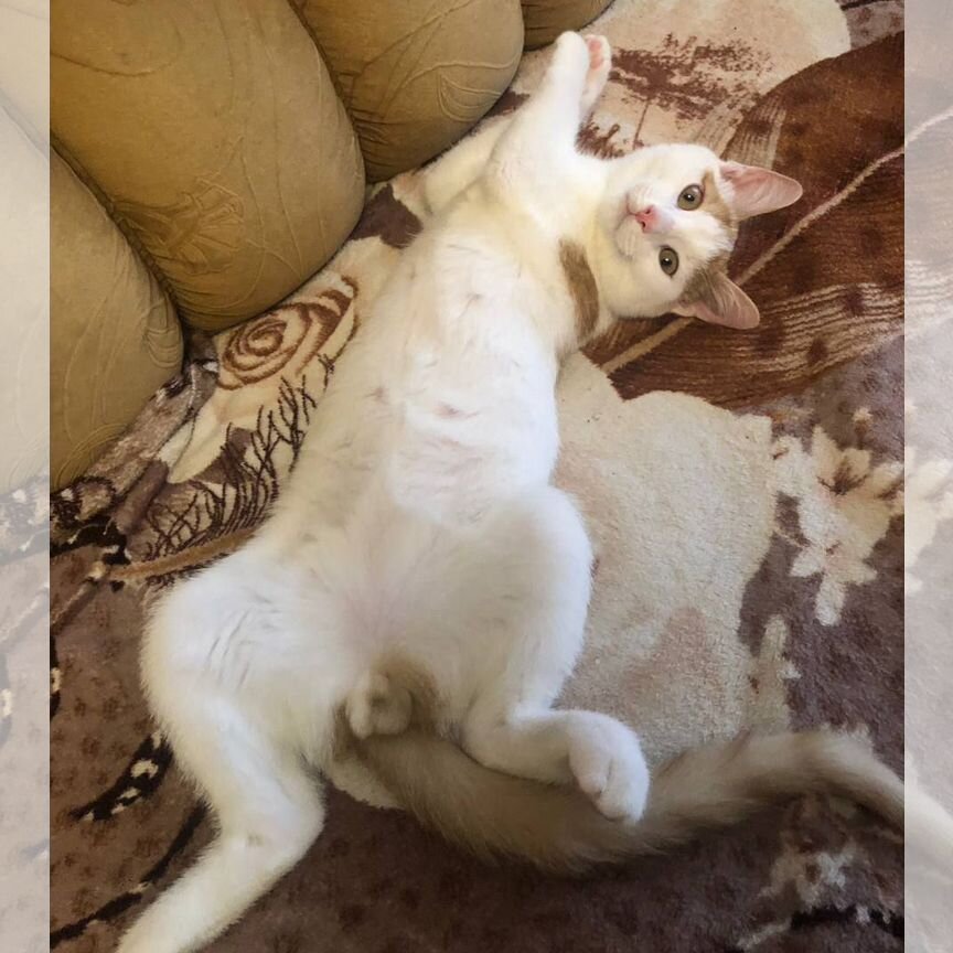 Молодой котик 1,5 года