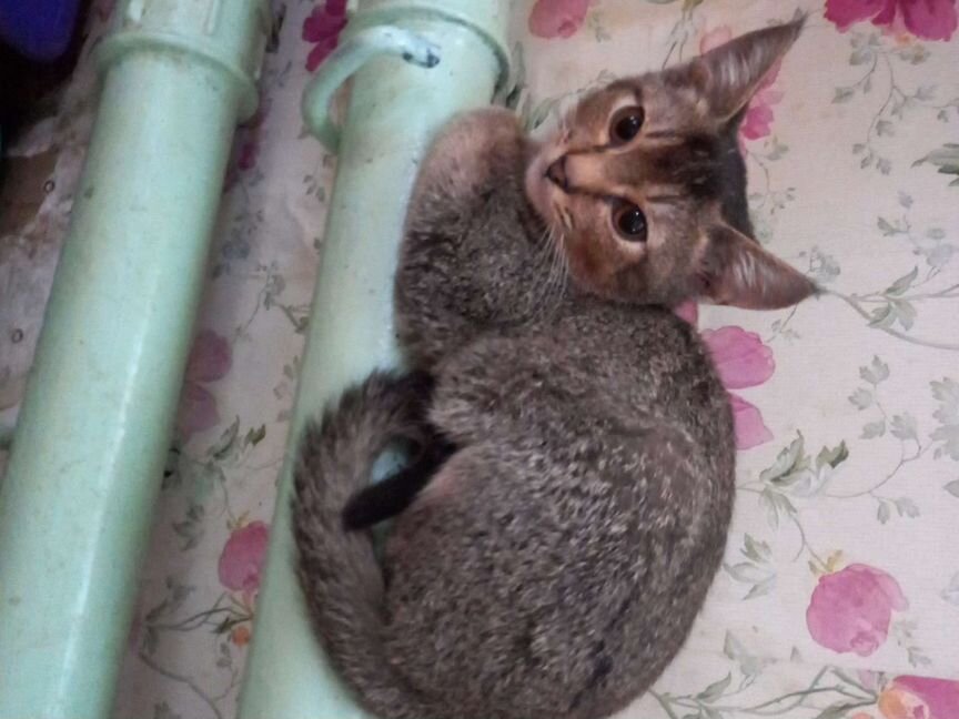 Кошка в дар бесплатно