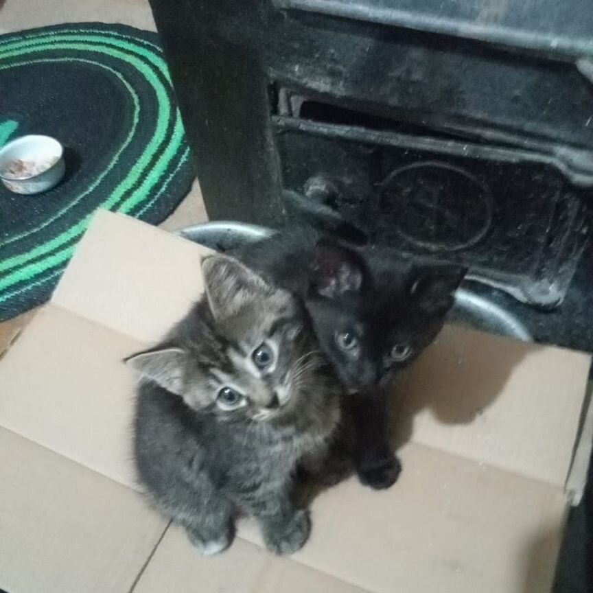 Котик и кошечка