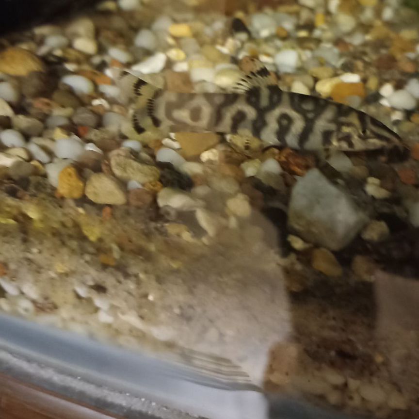 Боция мраморная