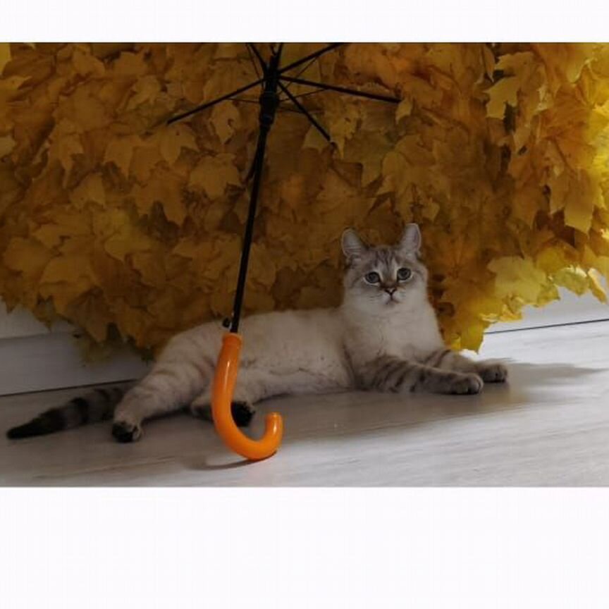 Продам котят у серебристый шиншилла
