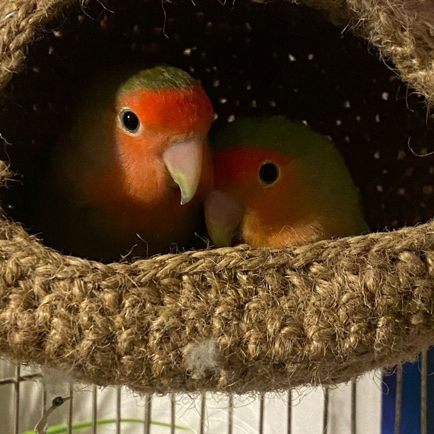 Попугаи неразлучники
