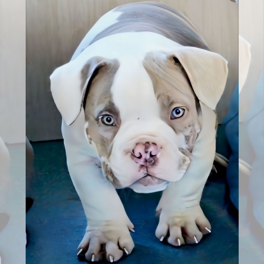 Американский булли, щенок