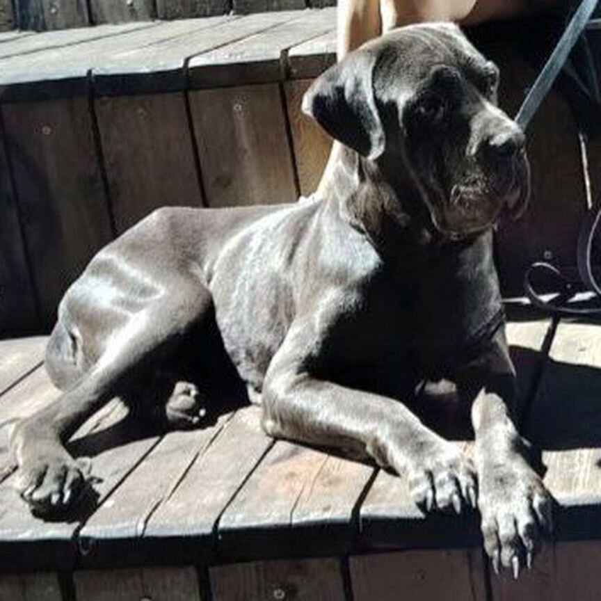 Кане-корсо, взрослая собака