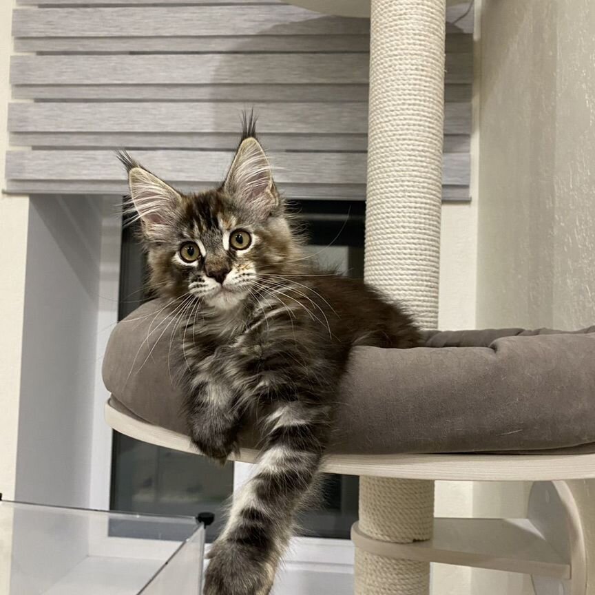 Котята мейн-кун