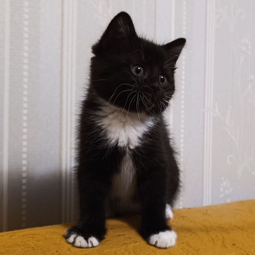 Котятки, 1,5 месяца