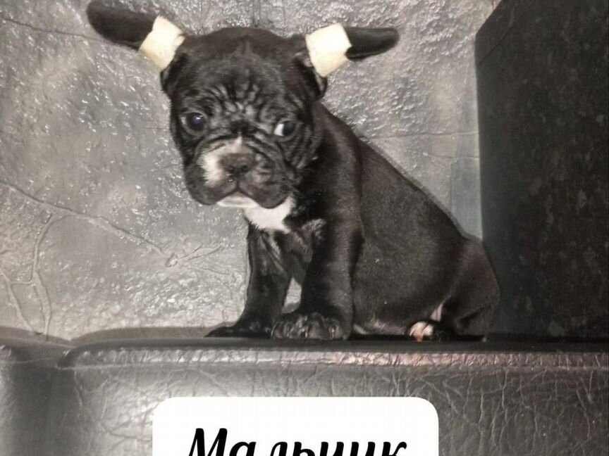 Французский бульдог