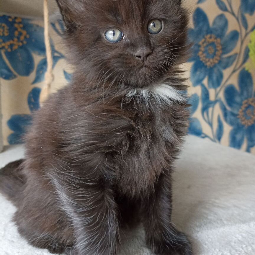 Котята мейн-кун