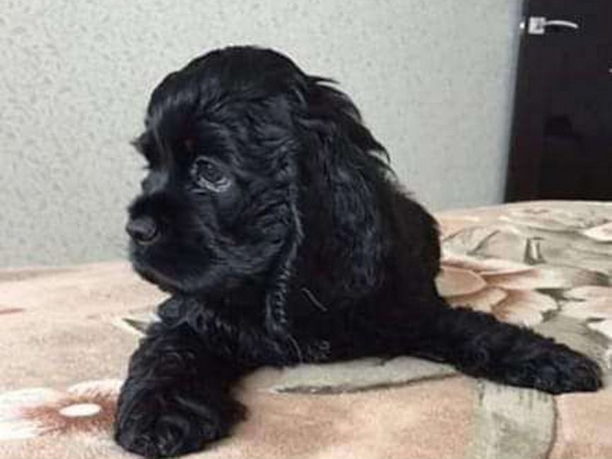 Кокер спаниель