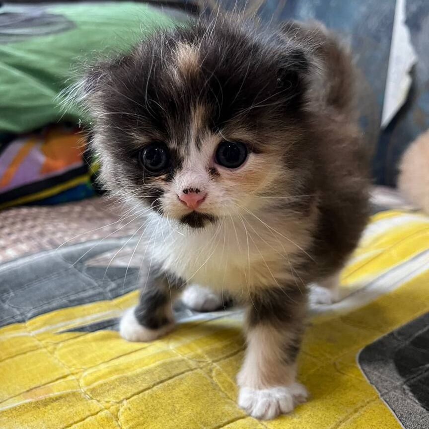 Отдам котят) красивые)