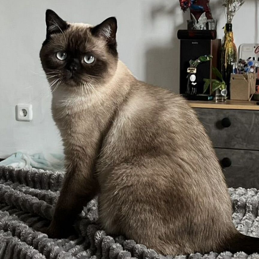 Шотландский кот в добрые руки