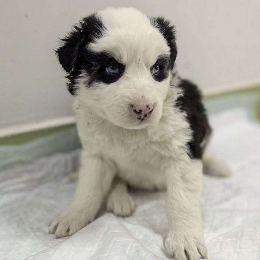 Щенок в добрые руки