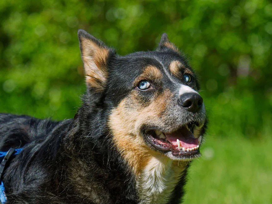 Собака девочка в добрые руки