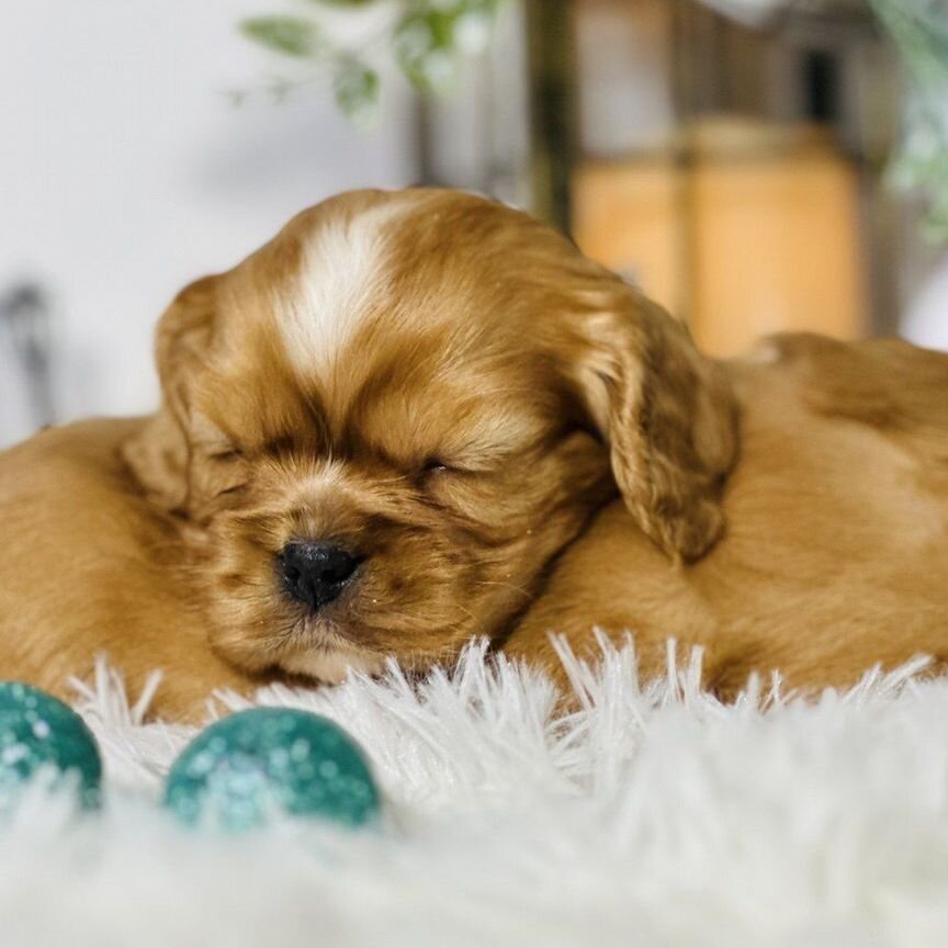 Кавалер кинг-чарльз-спаниель, щенок