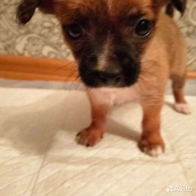 Щенки чихуахуа 1.5мес