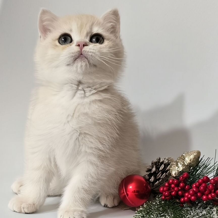 Британский короткошёрстный котёнок