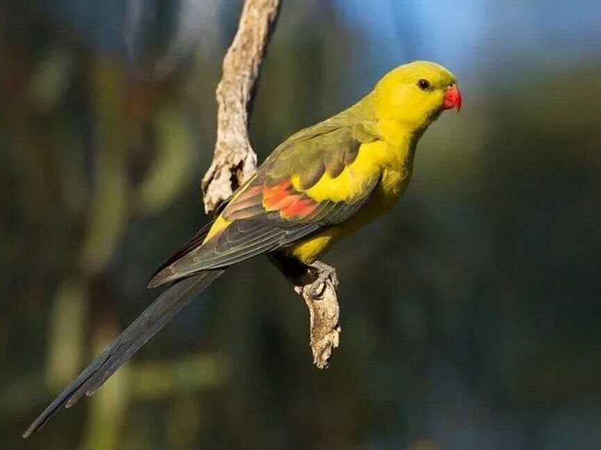 Ручной роскошный горный попугай выкормыш