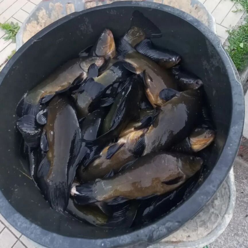 Линь для ваших прудов