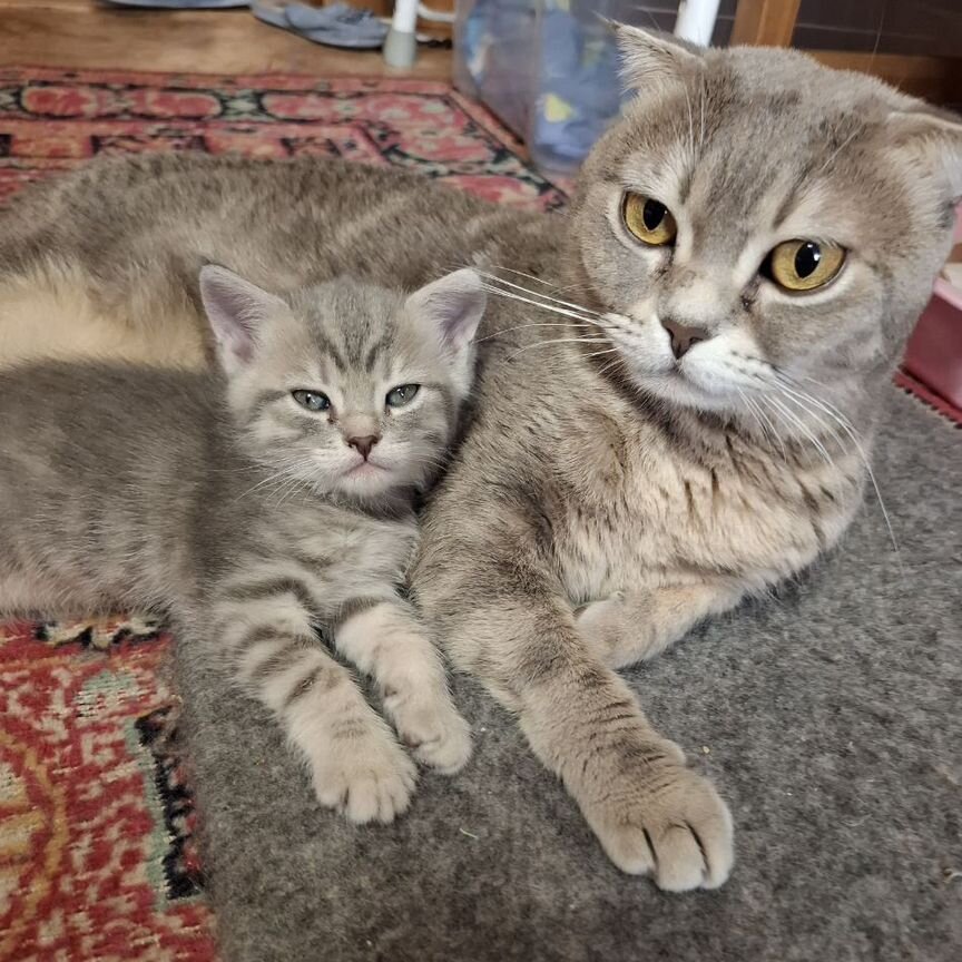 Шотландский вислоухий короткошёрстный котёнок