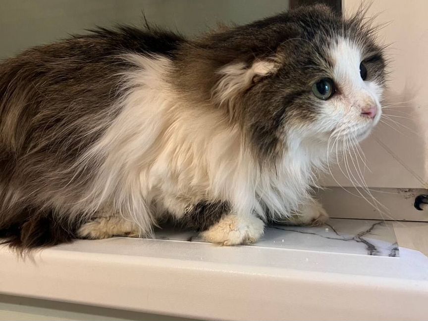 Котик без ушек самый добрый