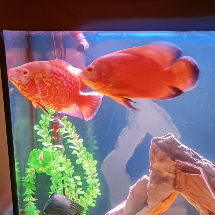 Астронотус оскар