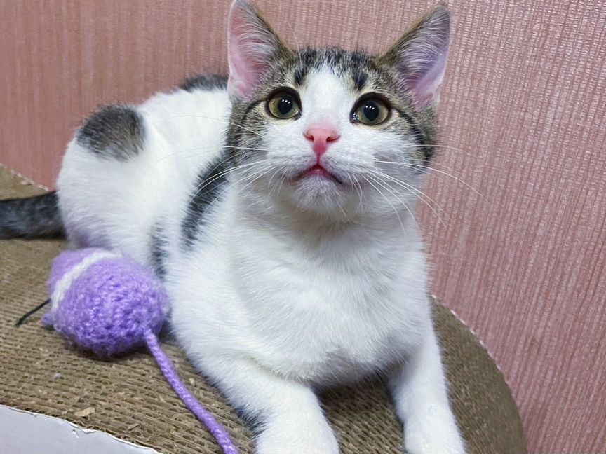 Котенок Чип в добрые руки