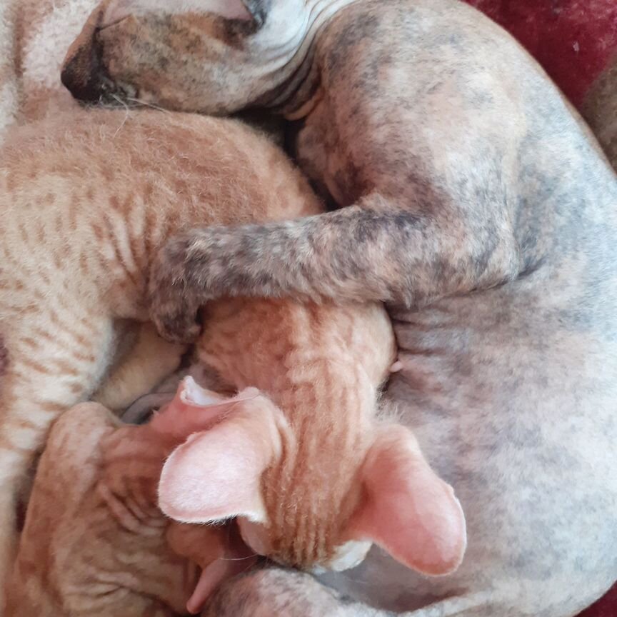 Продам котят Донского сфинкса