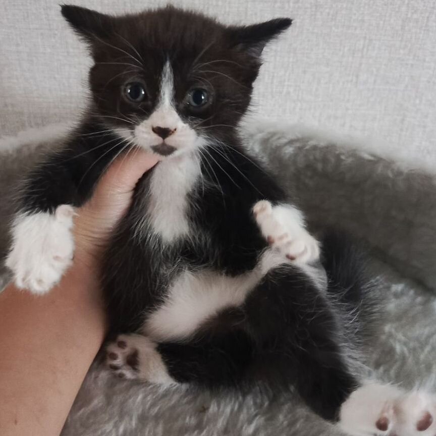 Отдам котят в добрые руки