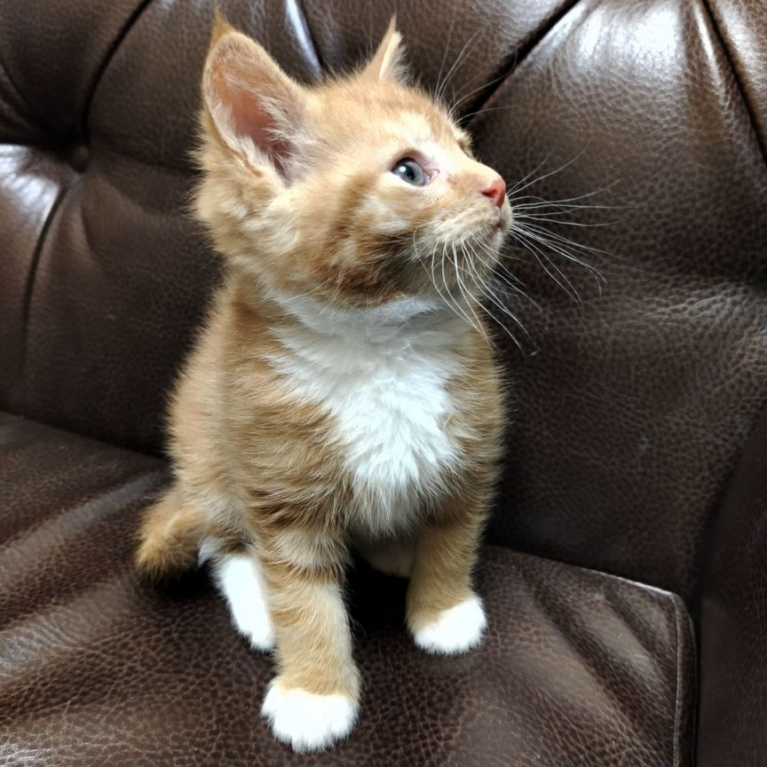 Мейн-кун котёнок