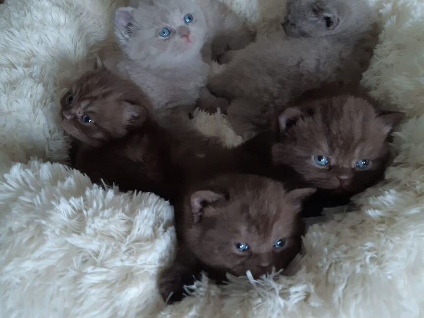 Шотландские котята