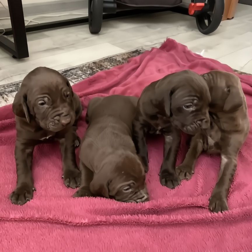 Курцхаар, щенок