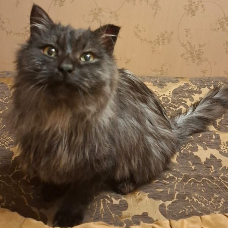 Взрослый кот в добрые руки