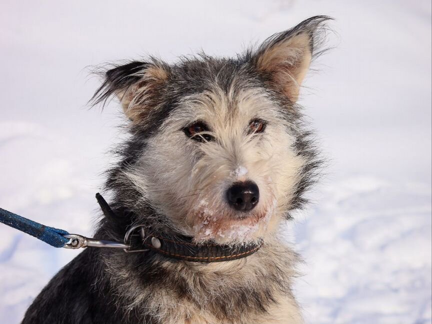 Собака 1 год Зайка в добрые руки