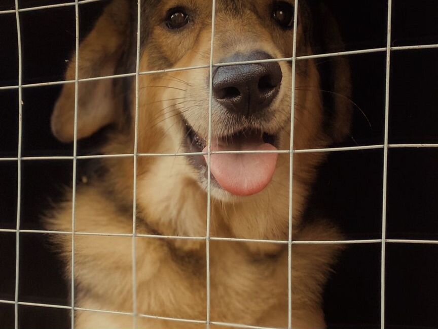 Собака в добрые руки, приют, помощь