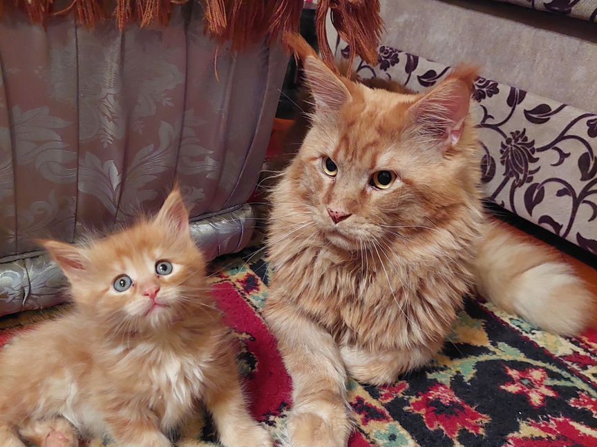 Котята мейн-кун в добрые руки