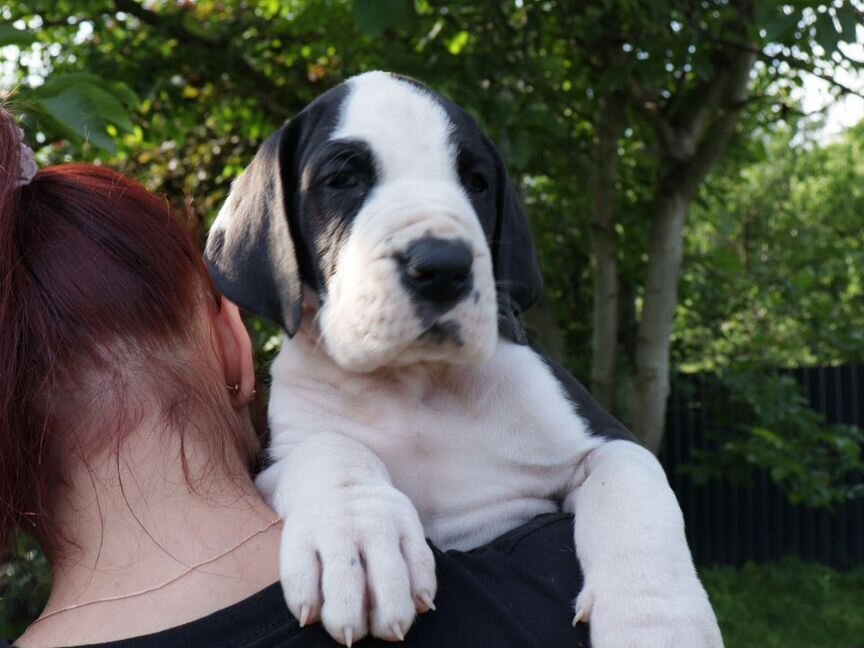 Щенки немецкого дога