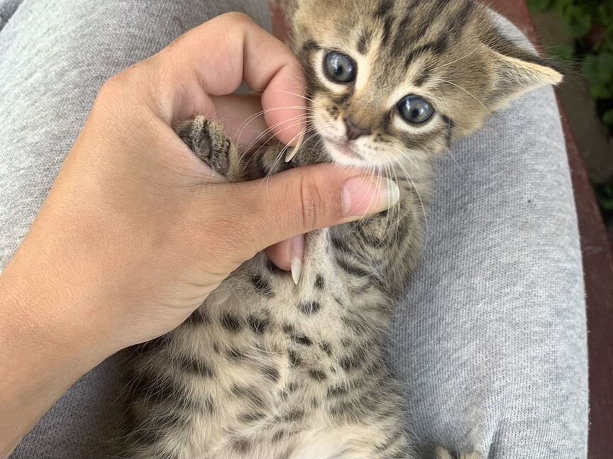 Отдам в добрые руки котенка