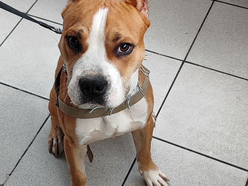 Стаффордширский терьер чудесный мальчик