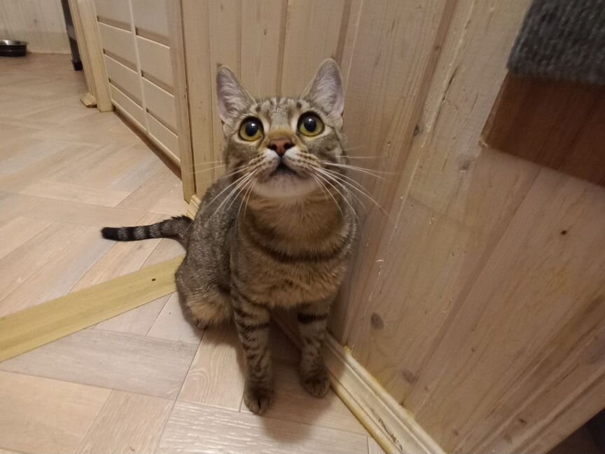 Котенок Клепа