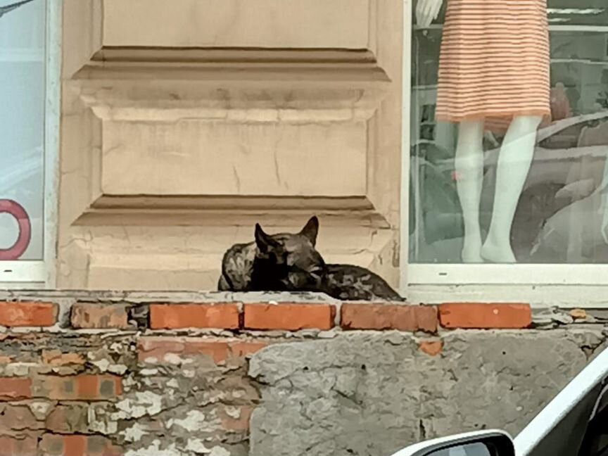 Собака с поводком и ошейником ул. Будённовский, 37