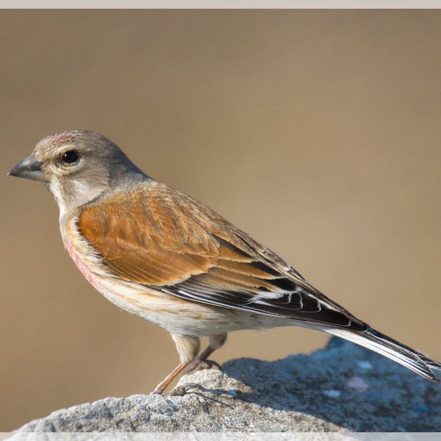 Певчие птицы. Реполов