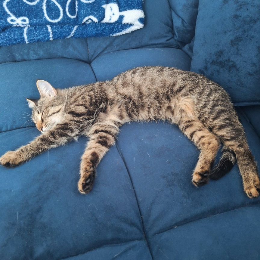 Ласковая девочка Сливка