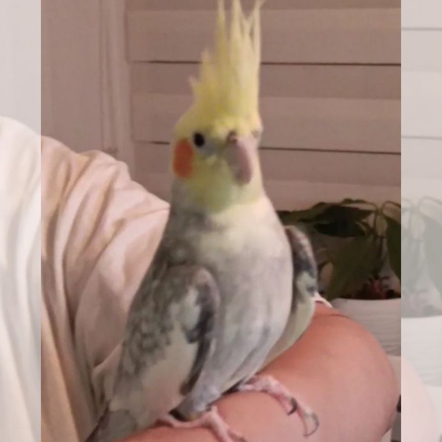 Попугай карелла с клеткой