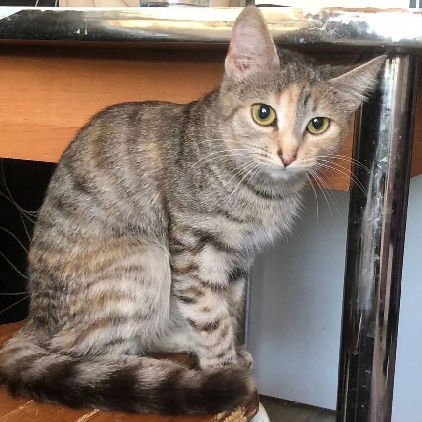 Домашние животные кошки